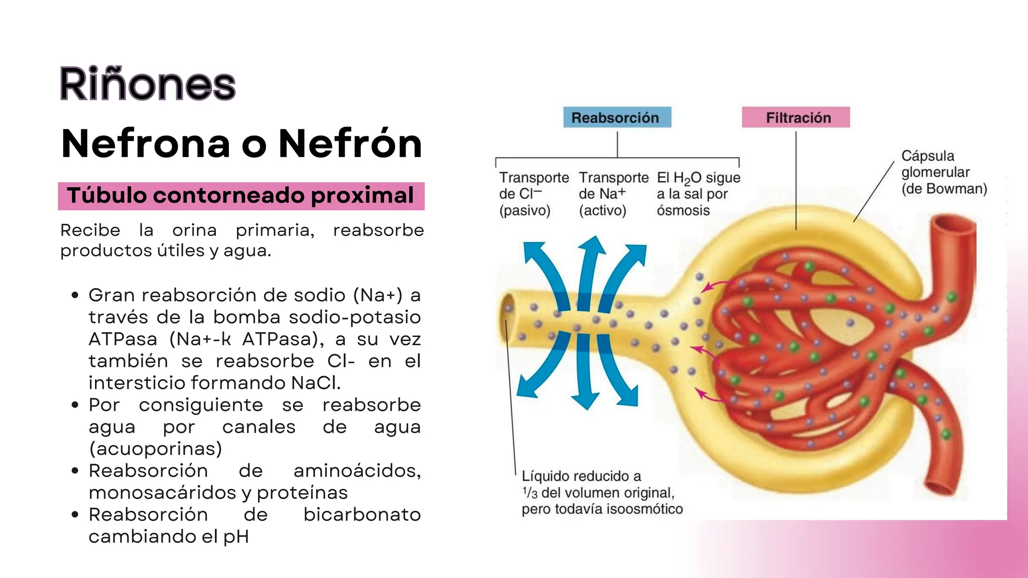 Sistema urinario Histología Sistema urinario Histología | PDF
