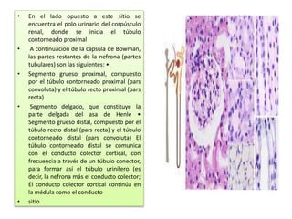 SISTEMA URINARIO histologia acomodado.pptx | Endocrine and Metabolic ...