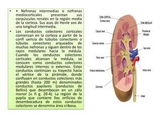 SISTEMA URINARIO histologia acomodado.pptx