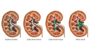 Sistema Urinario_HSC I_Sistema Urinario_HSC I.pptx