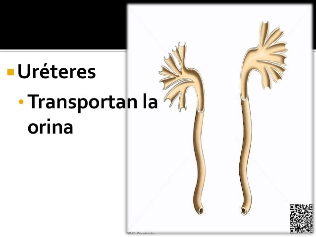 SISTEMA EXCRETOR - Mind Map