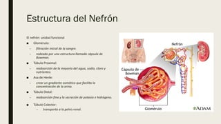 Sistema urinario EN ADULTOS MAYORESEN EL SERVICIO DE UROLOGIA | PDF