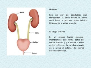 Sistema Urinario Para Niños