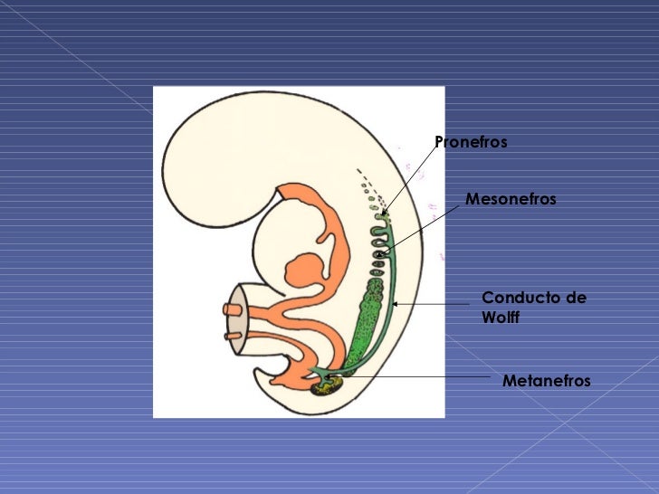 Embriología del Sistema Urogenital