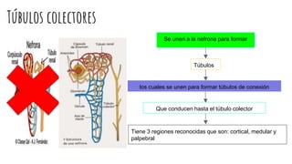 Sistema urinaro | PPTX