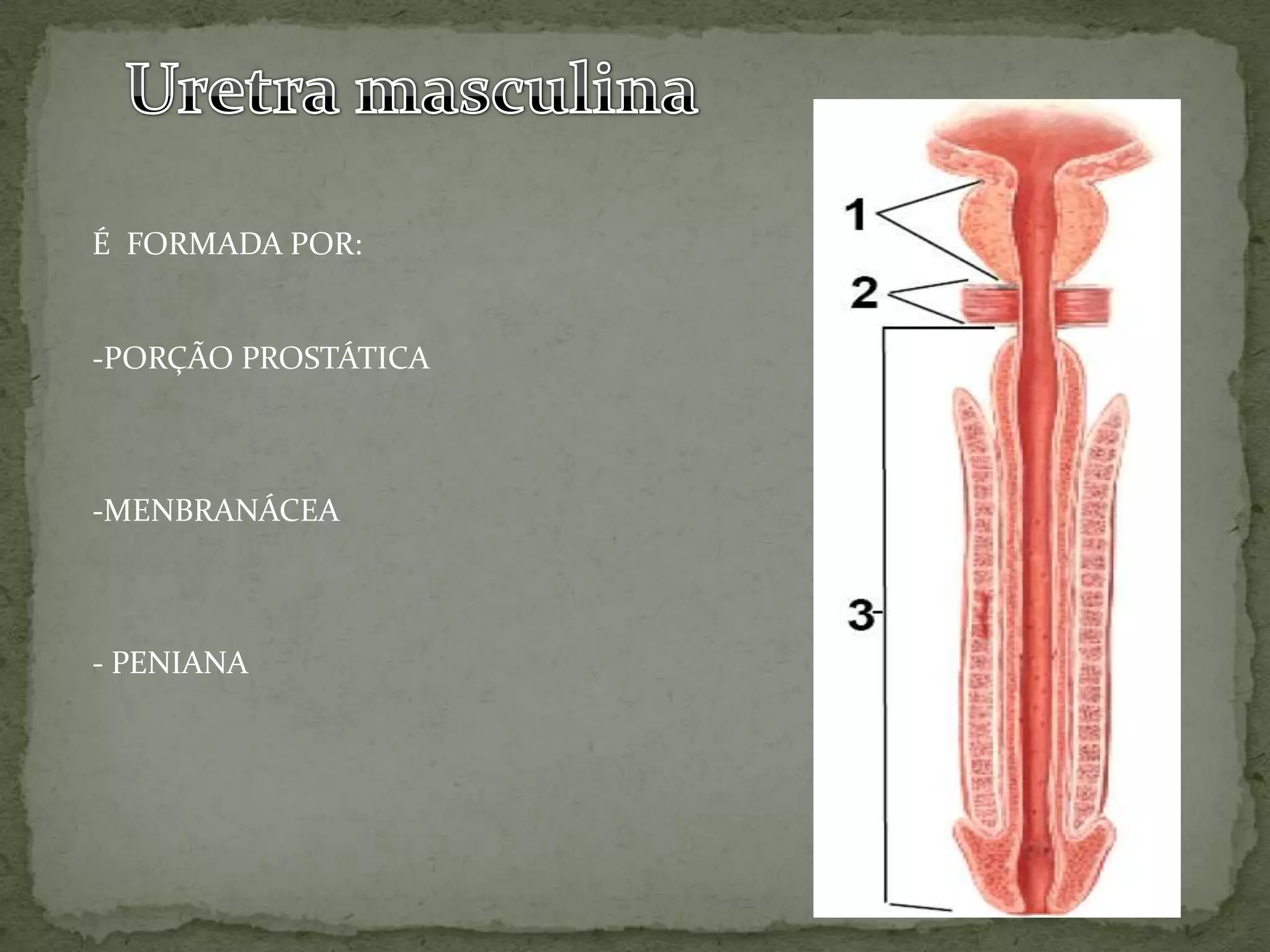 Esfíncter Externo Da Uretra - RETOEDU