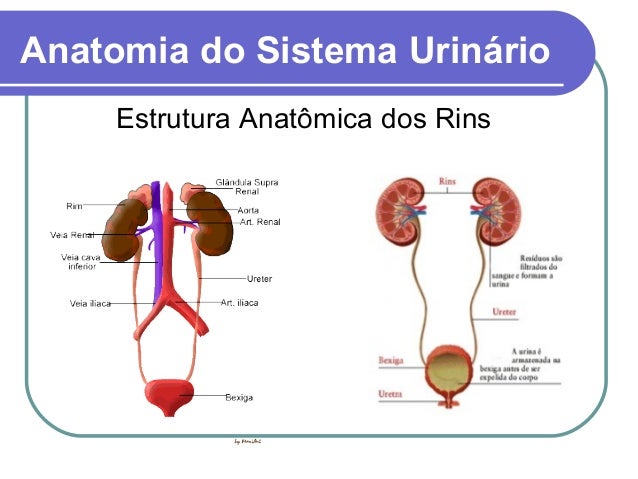 Sistema urinário