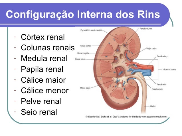 Sistema urinário