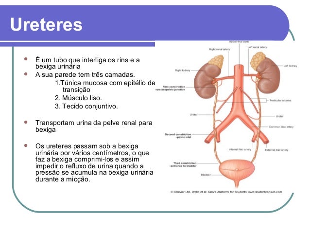 Sistema urinário