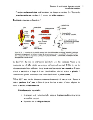 Sistema urogenital (Desarrollo embriológico) | PDF