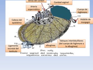Sistema urogenital | PPTX