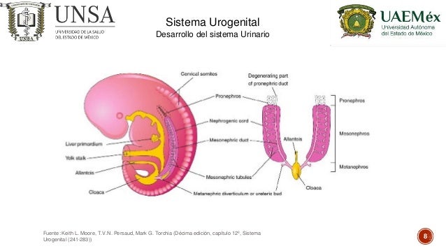 Sistema urogenital Embriologia