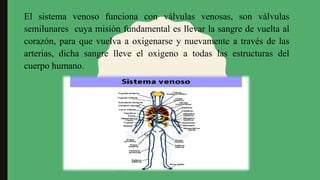Sistema venoso | PDF
