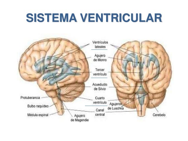 Sistema ventricular