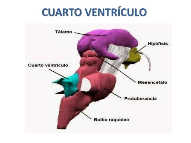 Sistema ventricular