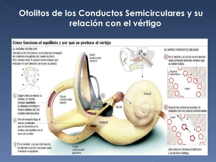 Sistema Vestibular
