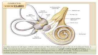 Sistema vestibular fisiologia | PPTX