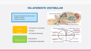 SISTEMA VESTIBULAR .pptx
