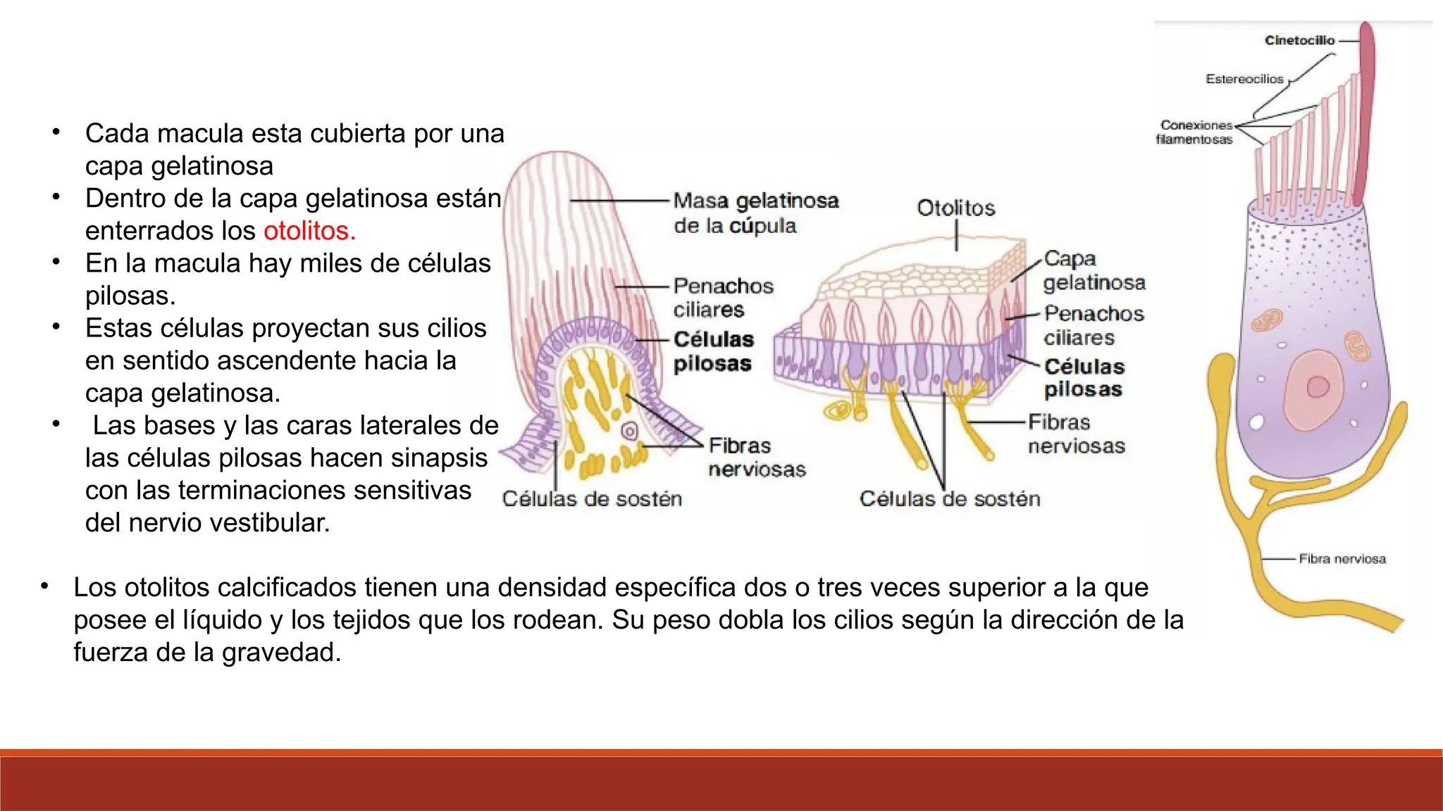 fisiologia del SISTEMA VESTIBULAR Y EQUILIBRIO.pptx