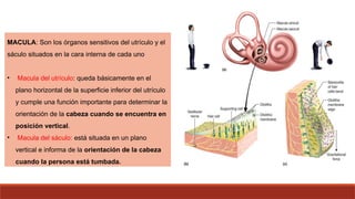 fisiologia del SISTEMA VESTIBULAR Y EQUILIBRIO.pptx