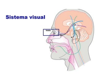Sistema visual vías visuales y sistema de la retina.pptx