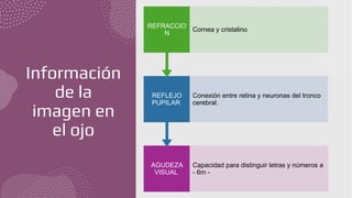 sistema visual ANATOMIA Y FISIOLOGIA.pptx