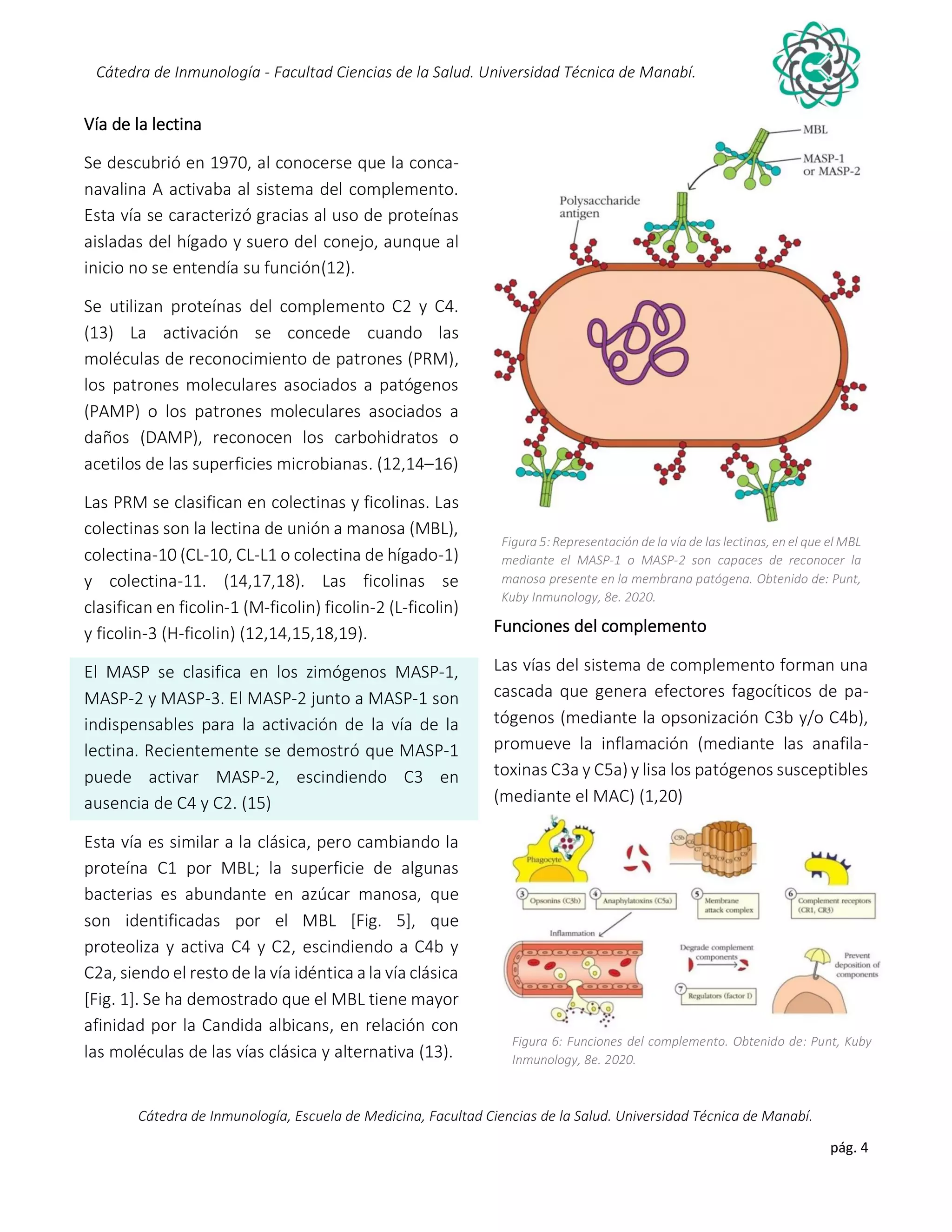 Sistema y vías de activación del complemento | PDF