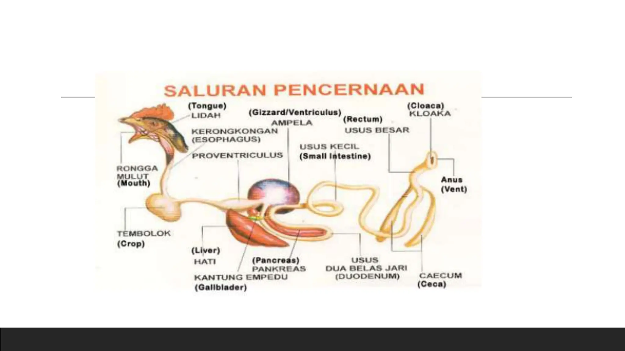 sistem digesti dan ekskresi pada unggas ppt | PPTX