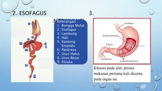 Sistem digesti pada reptil | PPTX