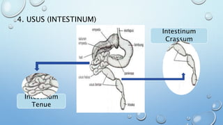 Sistem digesti pada reptil | PPTX