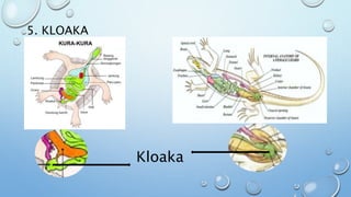 Sistem digesti pada reptil | PPTX