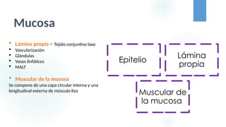 Sistem digestivo para calses de histologia.pptx