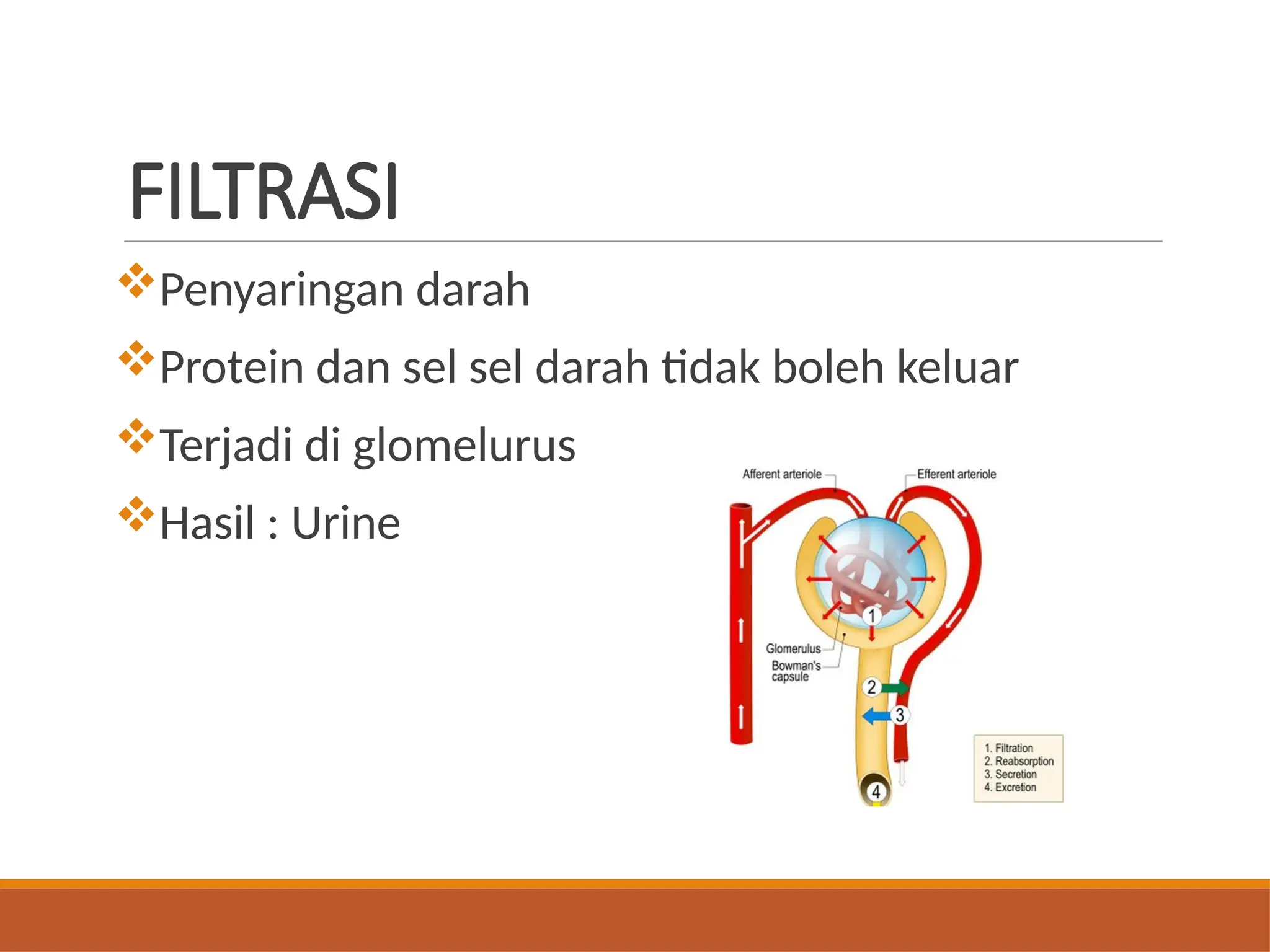 SISTEM EKRESI-pada manusia (2).pgegrnptx | PPTX