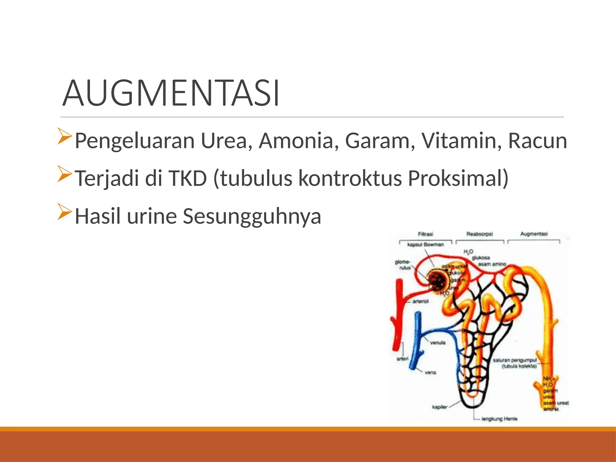 SISTEM EKRESI-pada manusia (2).pgegrnptx | PPTX