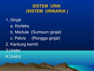 Sistem ekresi manusia | PPT