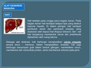 Sistem ekskresi | PPTX