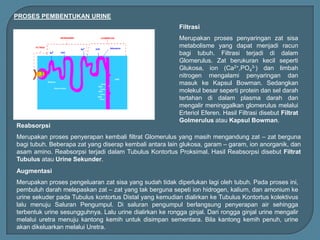 Sistem ekskresi | PPTX