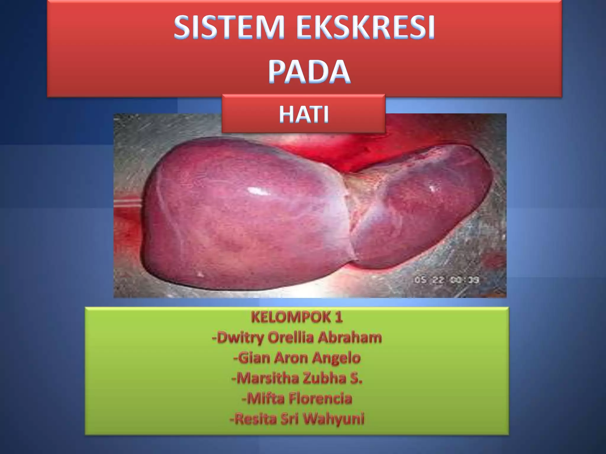 Sistem ekskresi pada HATI | PPTX