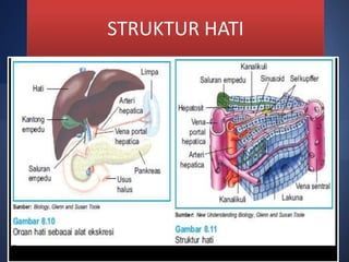 Sistem ekskresi pada HATI | PPTX