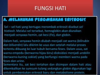 Sistem ekskresi pada HATI | PPTX