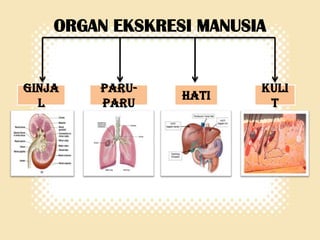 Sistem ekskresi | PPTX