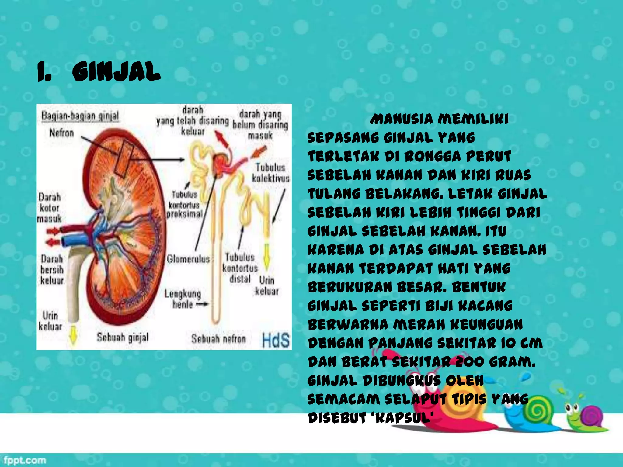 Sistem ekskresi pada manusia | PPT