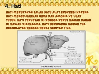 Sistem ekskresi pada manusia | PPT
