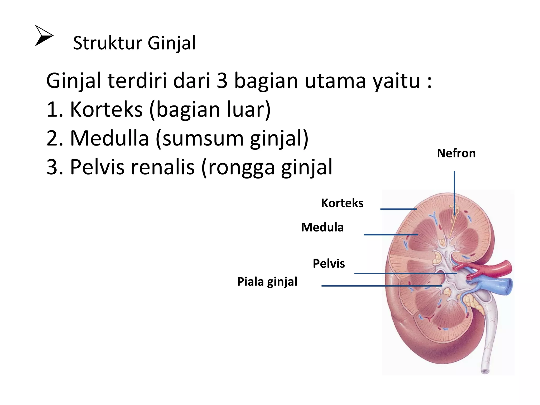 Sistem ekskresi | PPT
