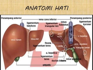 Sistem ekskresi | PPT