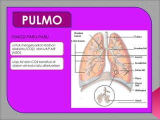 Sistem ekskresi pada PULMO | PPT