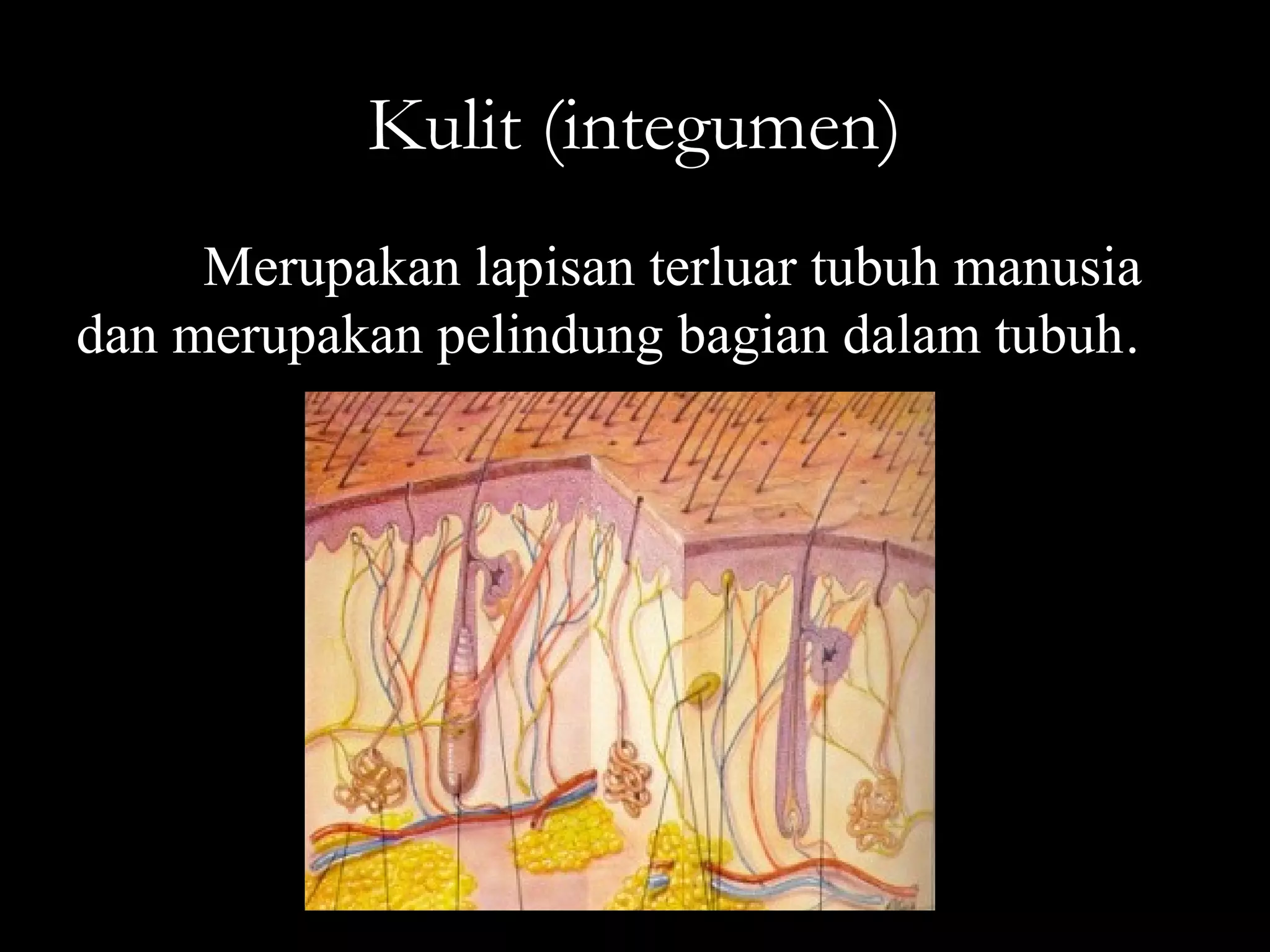 SISTEM EKSKRESI PADA MANUSIA (KELAS 11) | PPT
