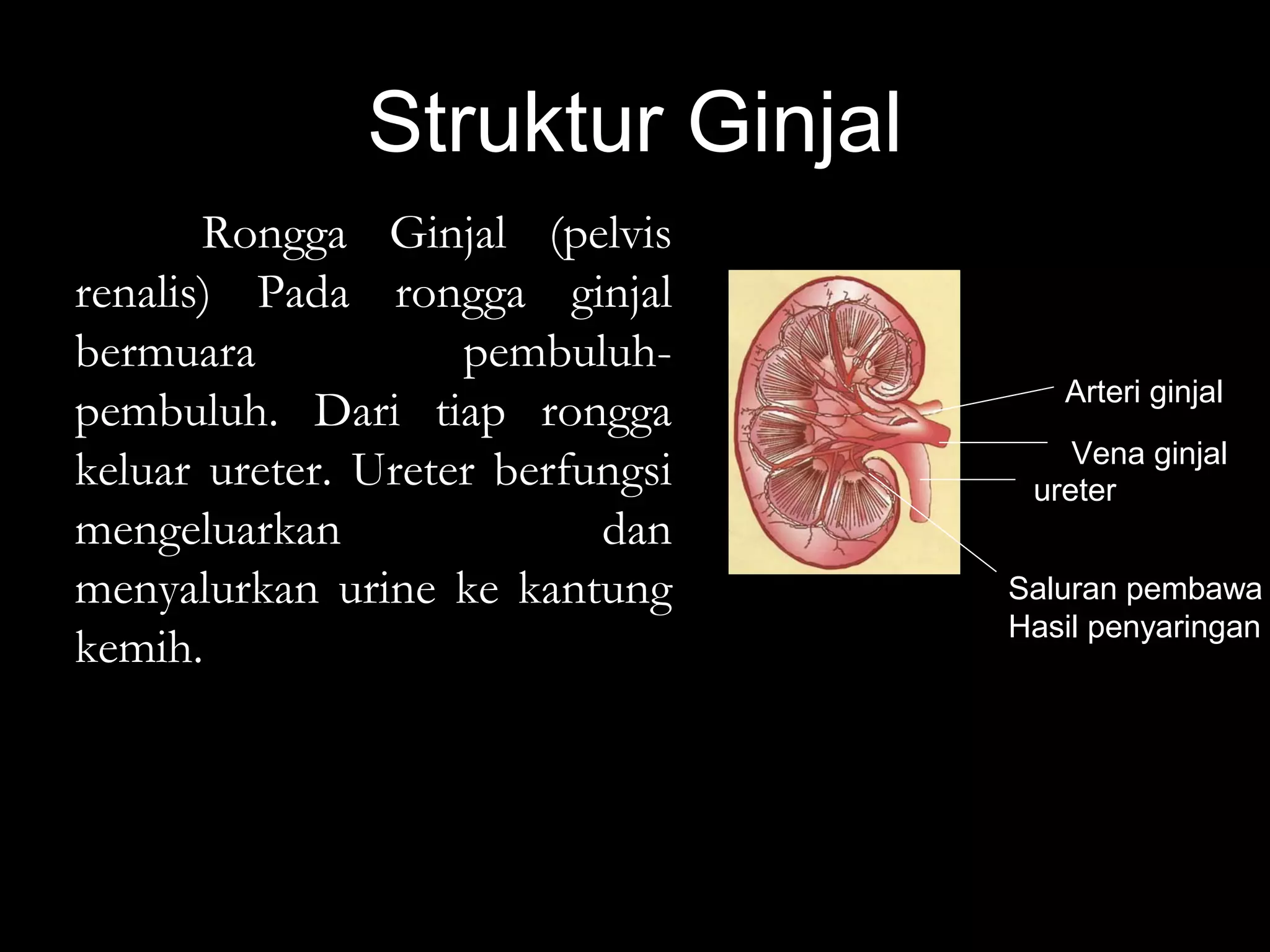 SISTEM EKSKRESI PADA MANUSIA (KELAS 11) | PPT