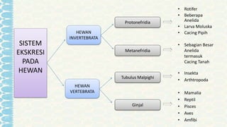 BIOLOGI Sistem ekskresi pada Hewan kelas XI | PPTX