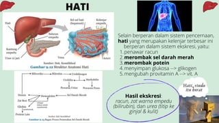 Sistem Ekskresi Manusia | PDF